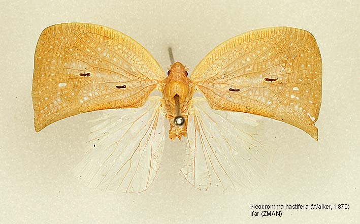 Papua Insects Foundation (Hemiptera/Auchenorrhyncha/leafhopper ...